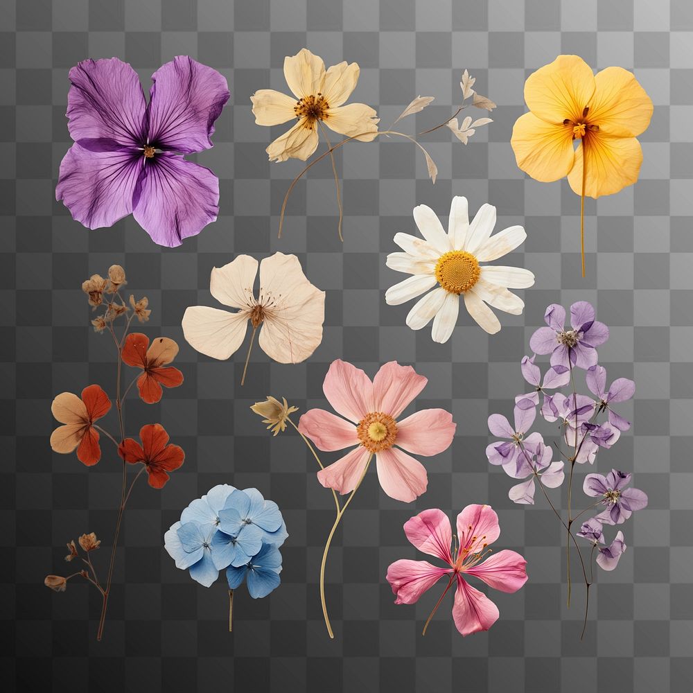 Colorful pressed flowers design element | Free Photo - rawpixel