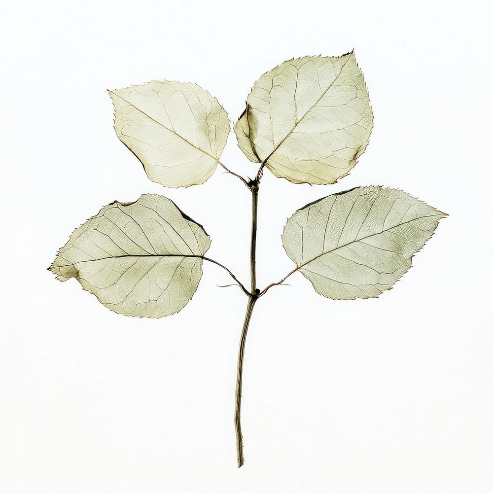 Real Pressed rose leaves plant | Free Photo - rawpixel