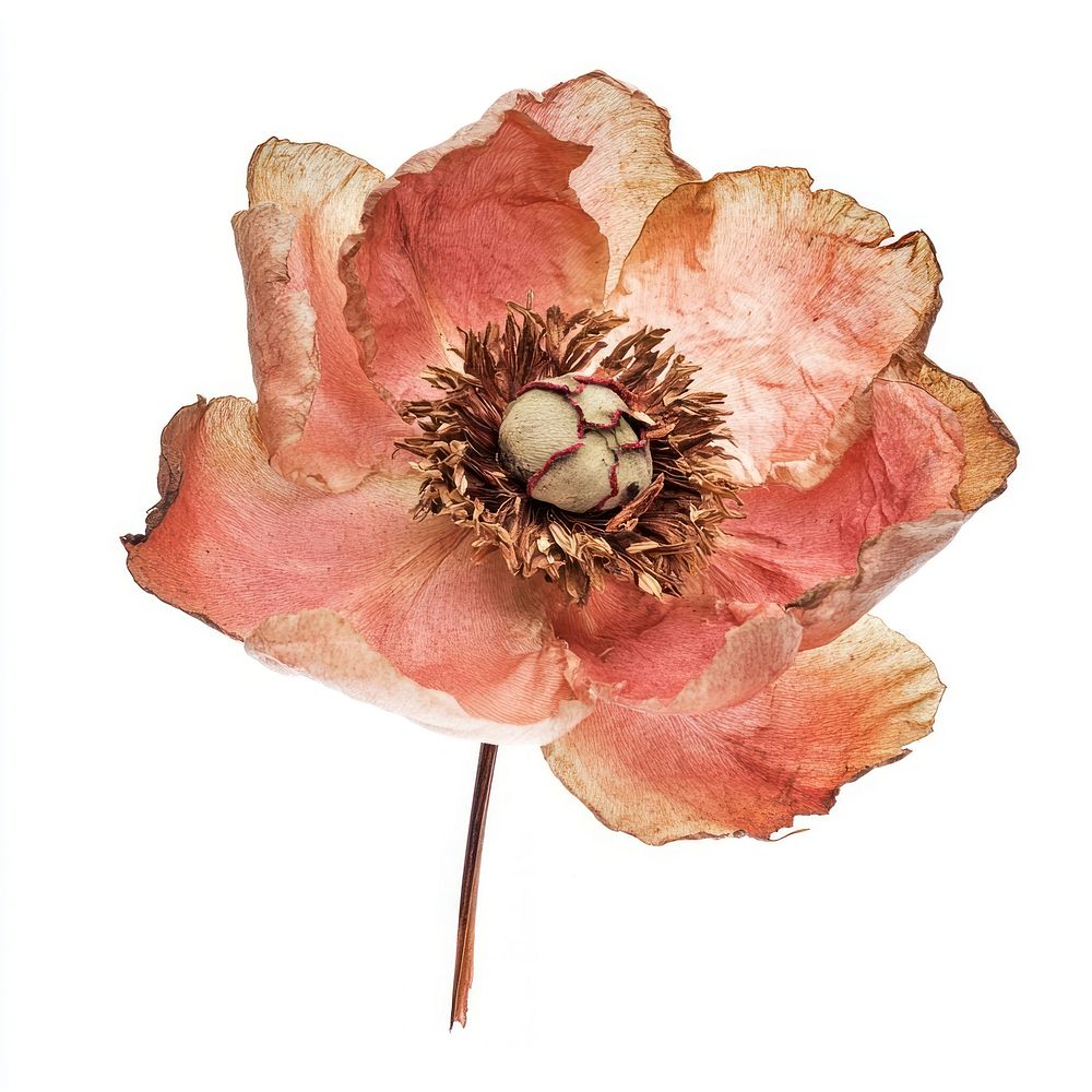 Real Pressed peony flower petals | Free Photo - rawpixel