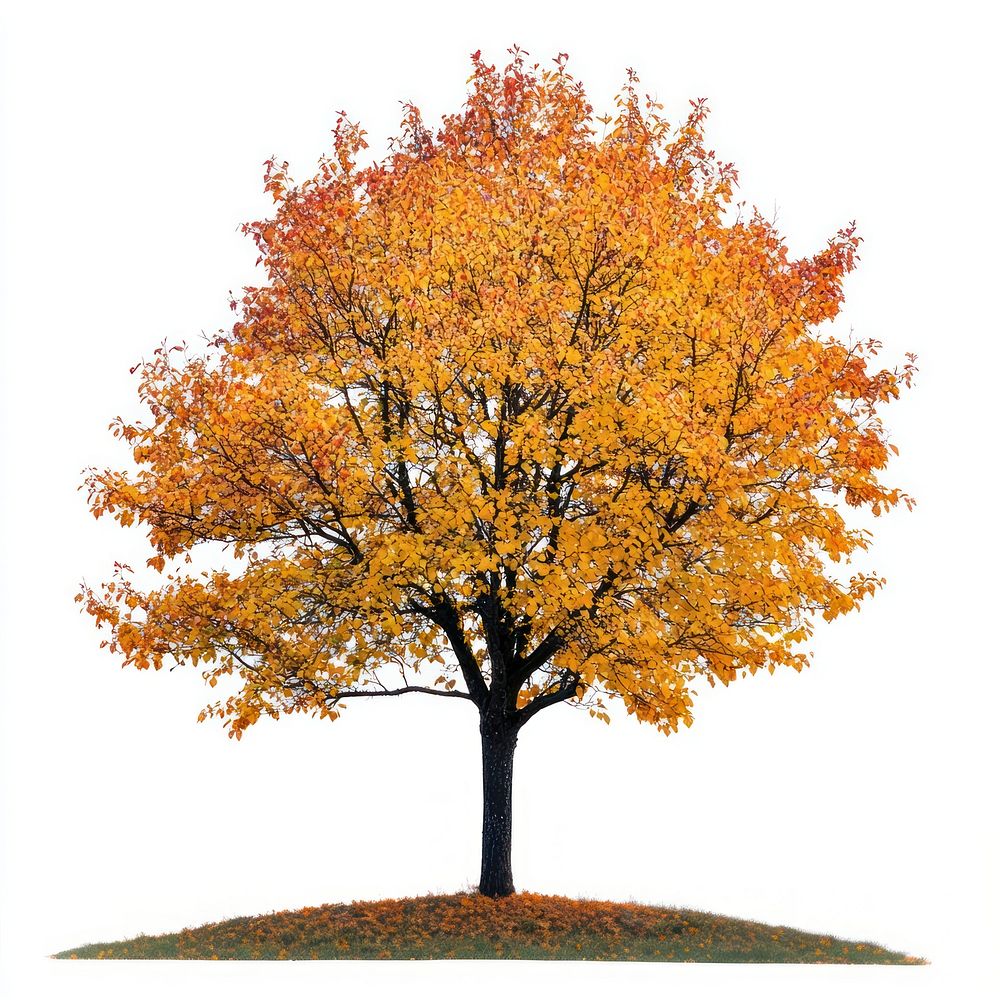 An autumn tree isolated sycamore | Free Photo - rawpixel