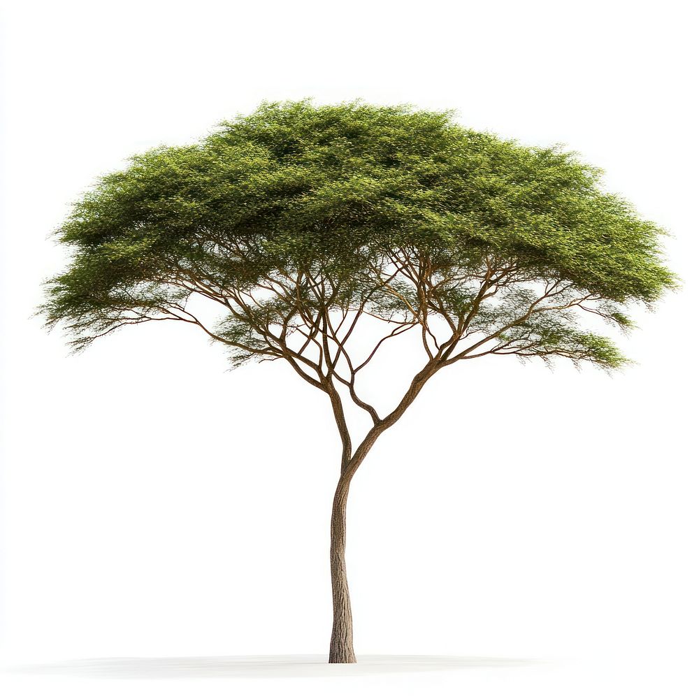 Acacia tree background isolated nature. | Premium Photo - rawpixel