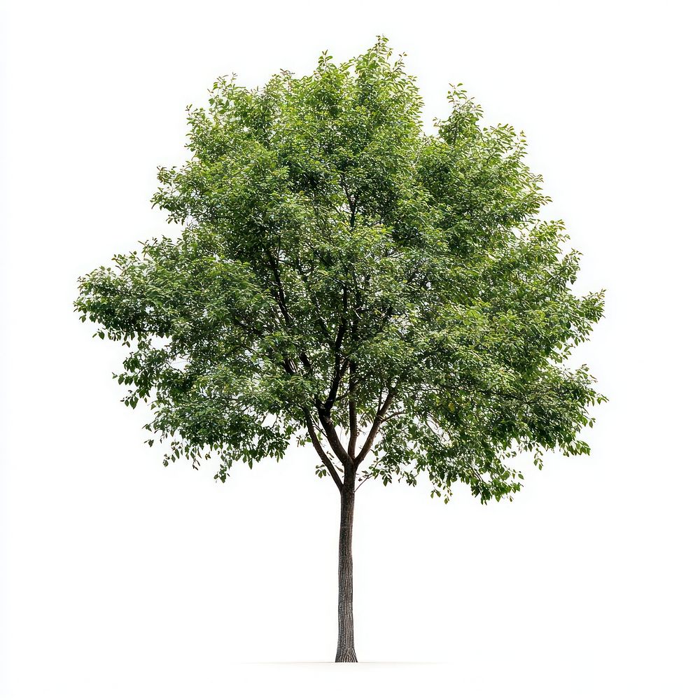 Ash tree background isolated nature. | Free Photo - rawpixel