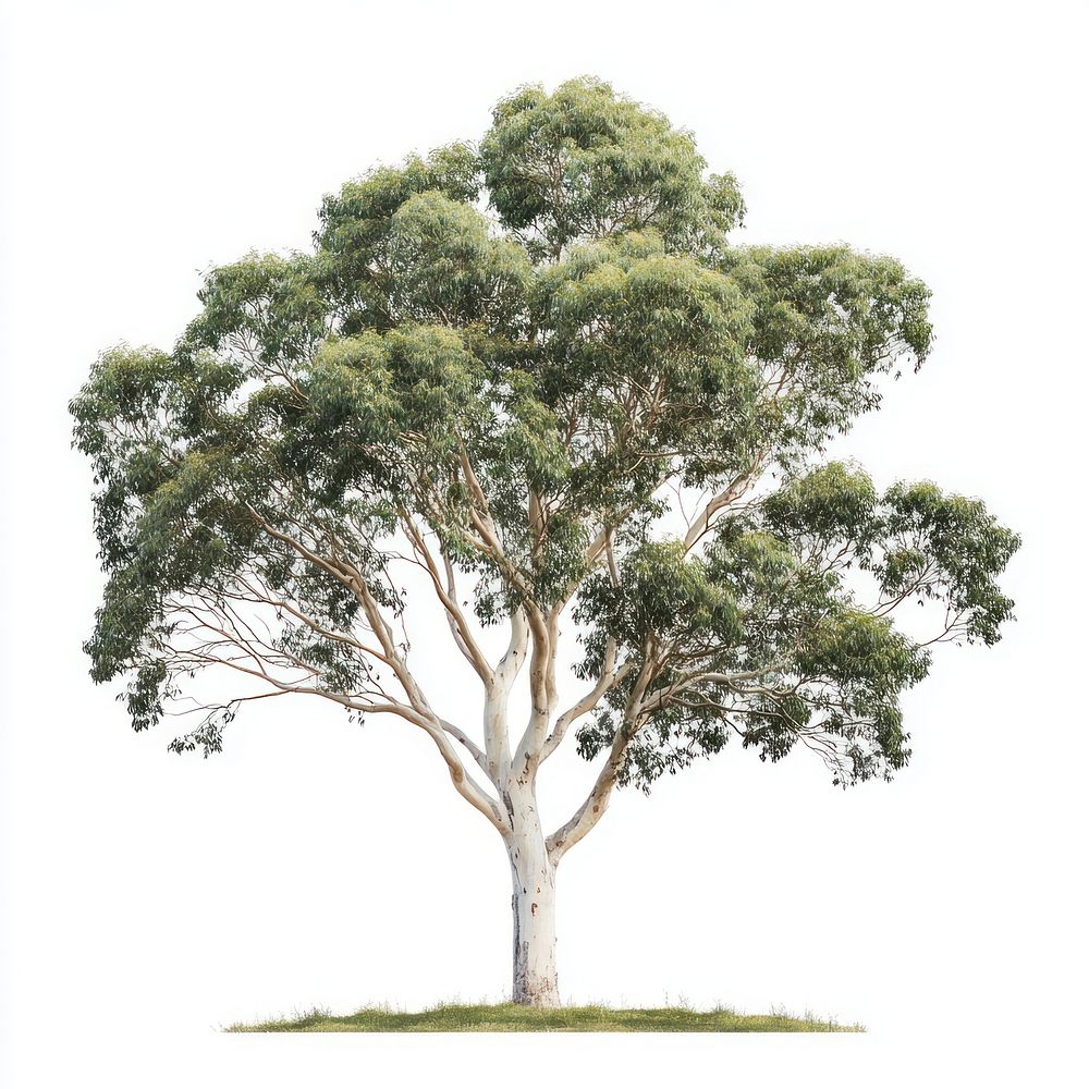 Gum tree background isolated nature. | Free Photo - rawpixel