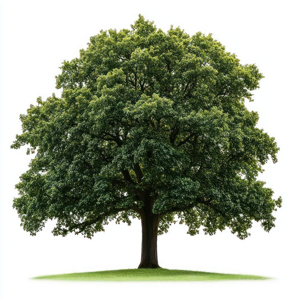 oak tree background isolated nature. | Free Photo - rawpixel