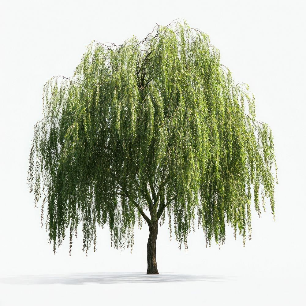 willow tree nature plant environment. | Free Photo - rawpixel