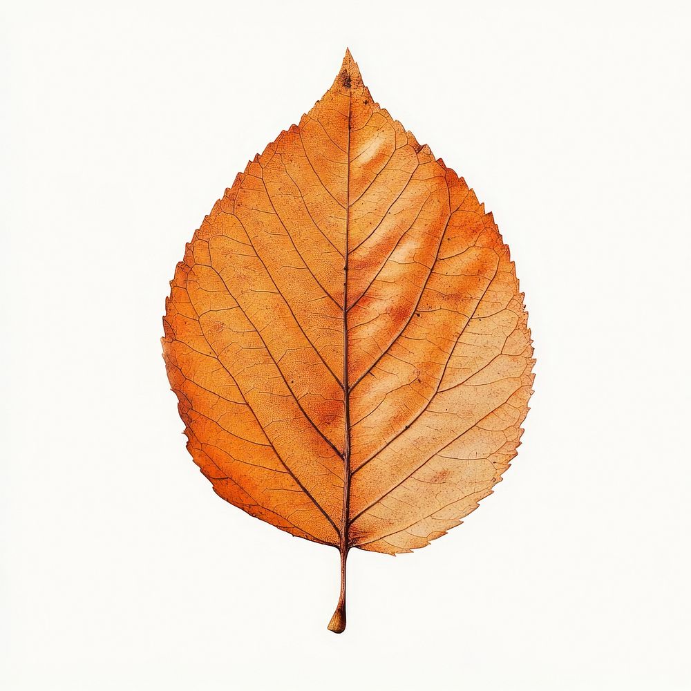 An autumn leaf photography isolated | Free Photo - rawpixel