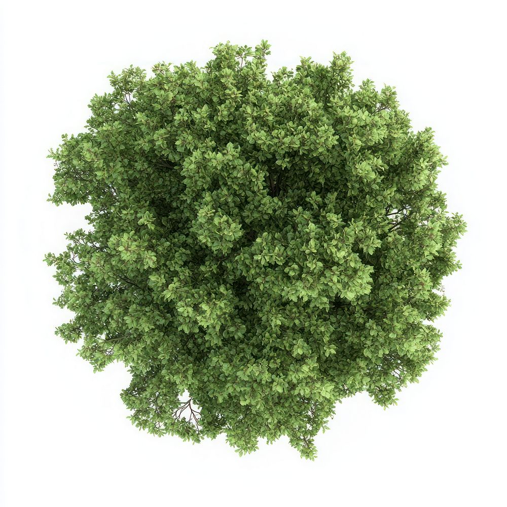 Real Walnut Tree tree outdoors | Free Photo - rawpixel