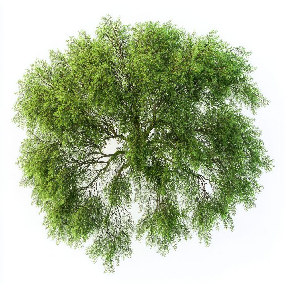 Real Willow tree foliage willow | Free Photo - rawpixel