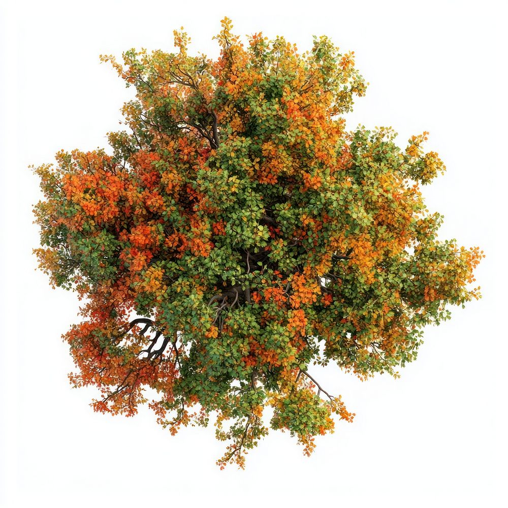 Autumn tree view top vegetation. | Free Photo - rawpixel