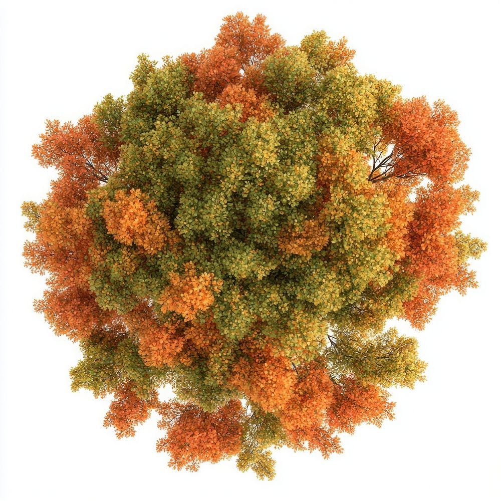 Autumn tree view top perspective. | Free Photo - rawpixel