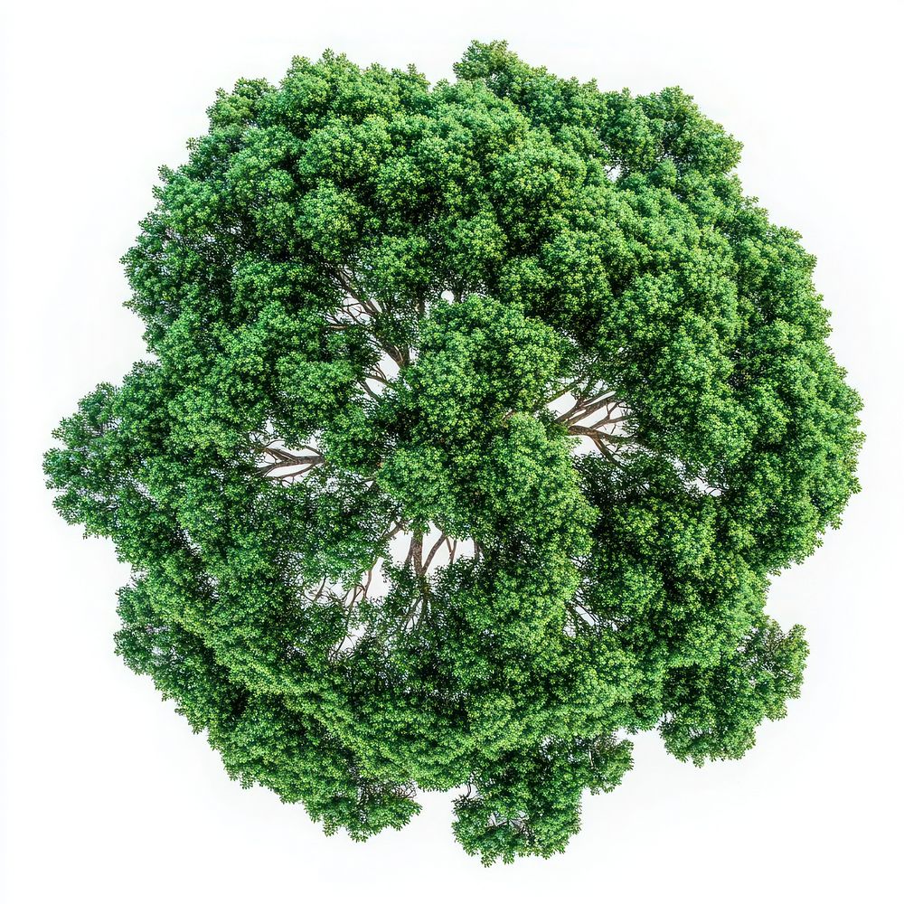 Real forest tree nature plant | Free Photo - rawpixel