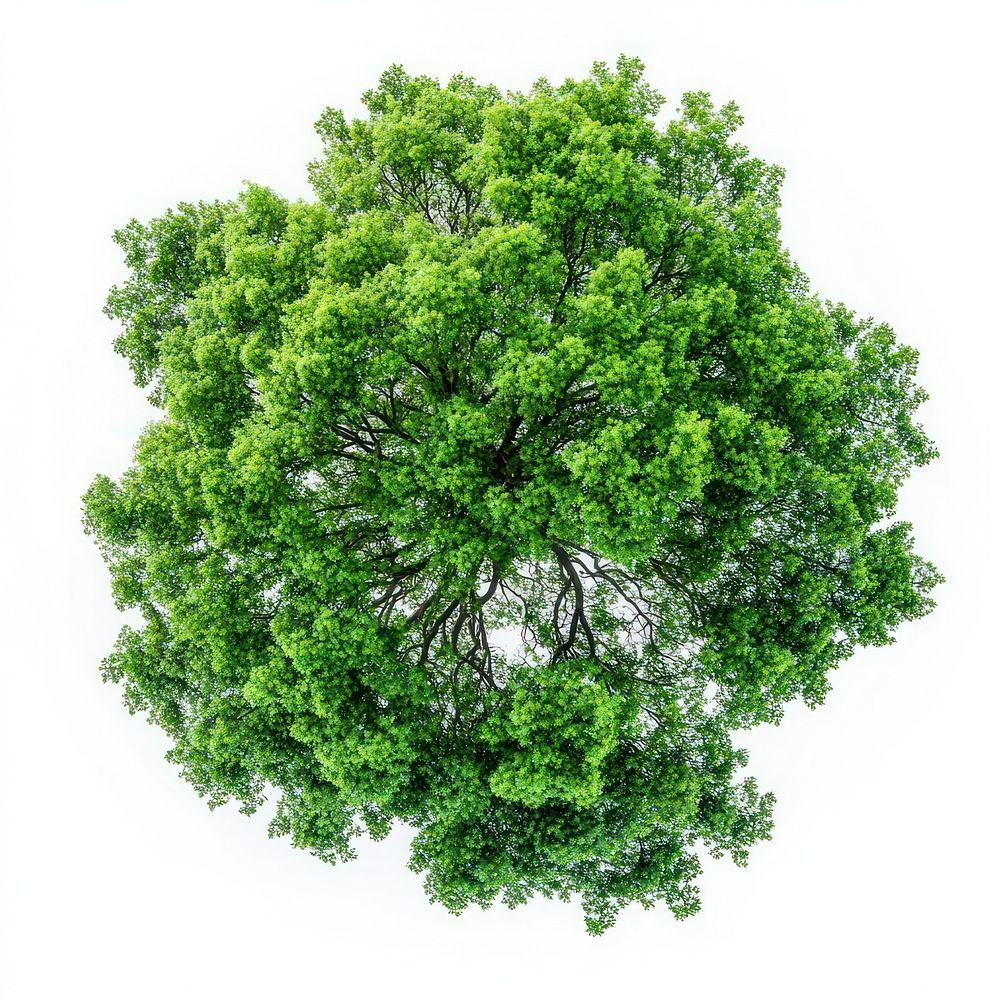 Real forest tree nature green | Free Photo - rawpixel