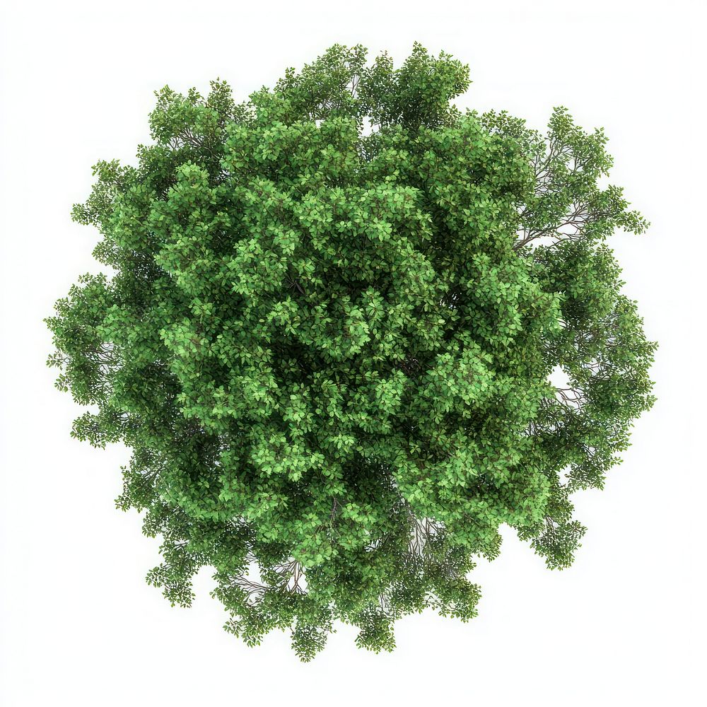 Real green forest tree nature | Free Photo - rawpixel