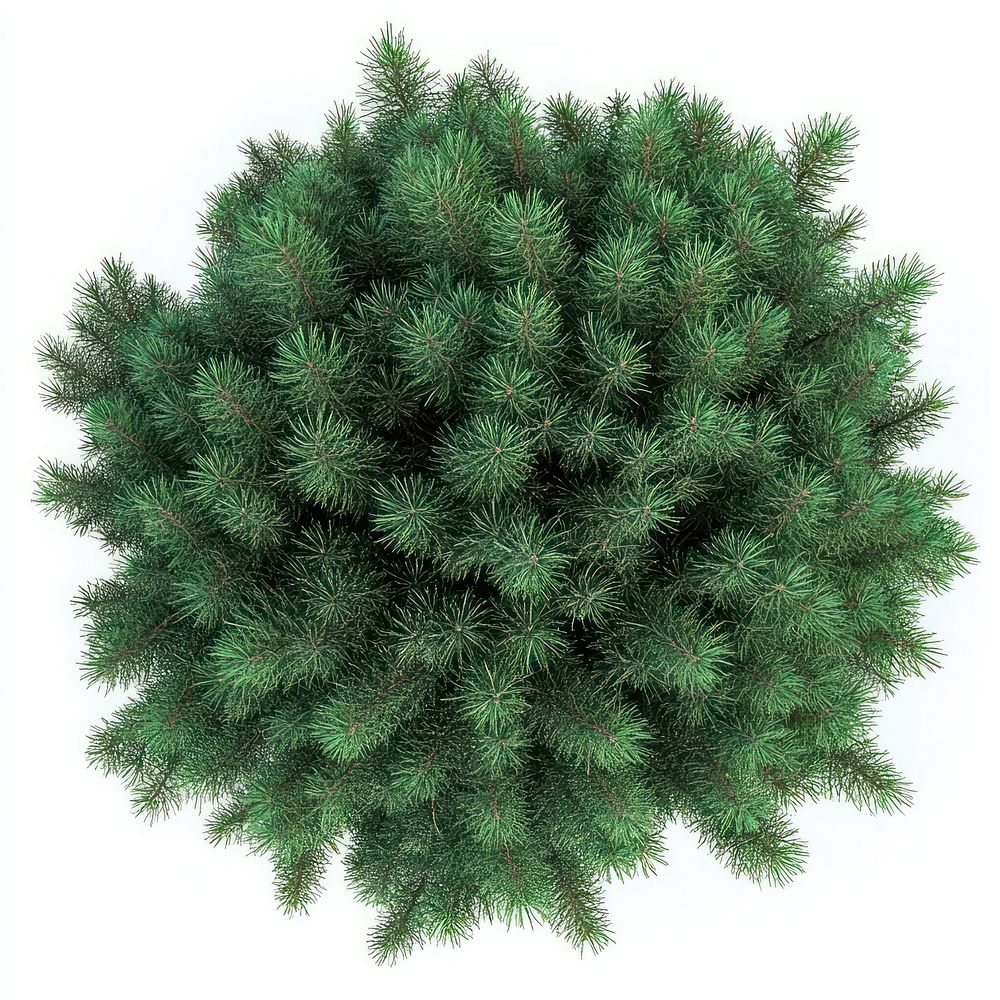 Real pine tree nature green | Free Photo - rawpixel