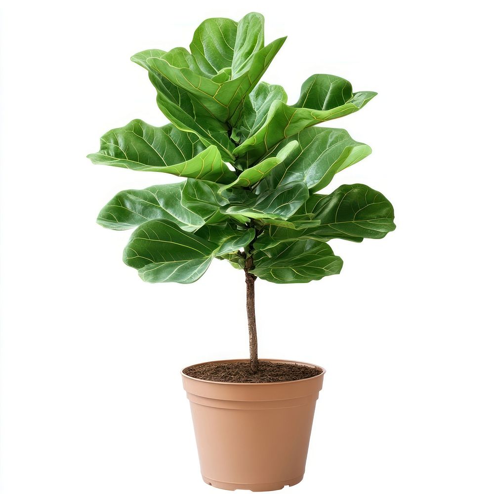 Real Fiddle-leaf fig plant fiddle | Free Photo - rawpixel