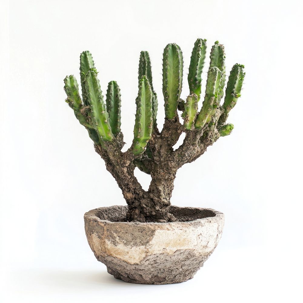 An isolated peruvian old man | Free Photo - rawpixel