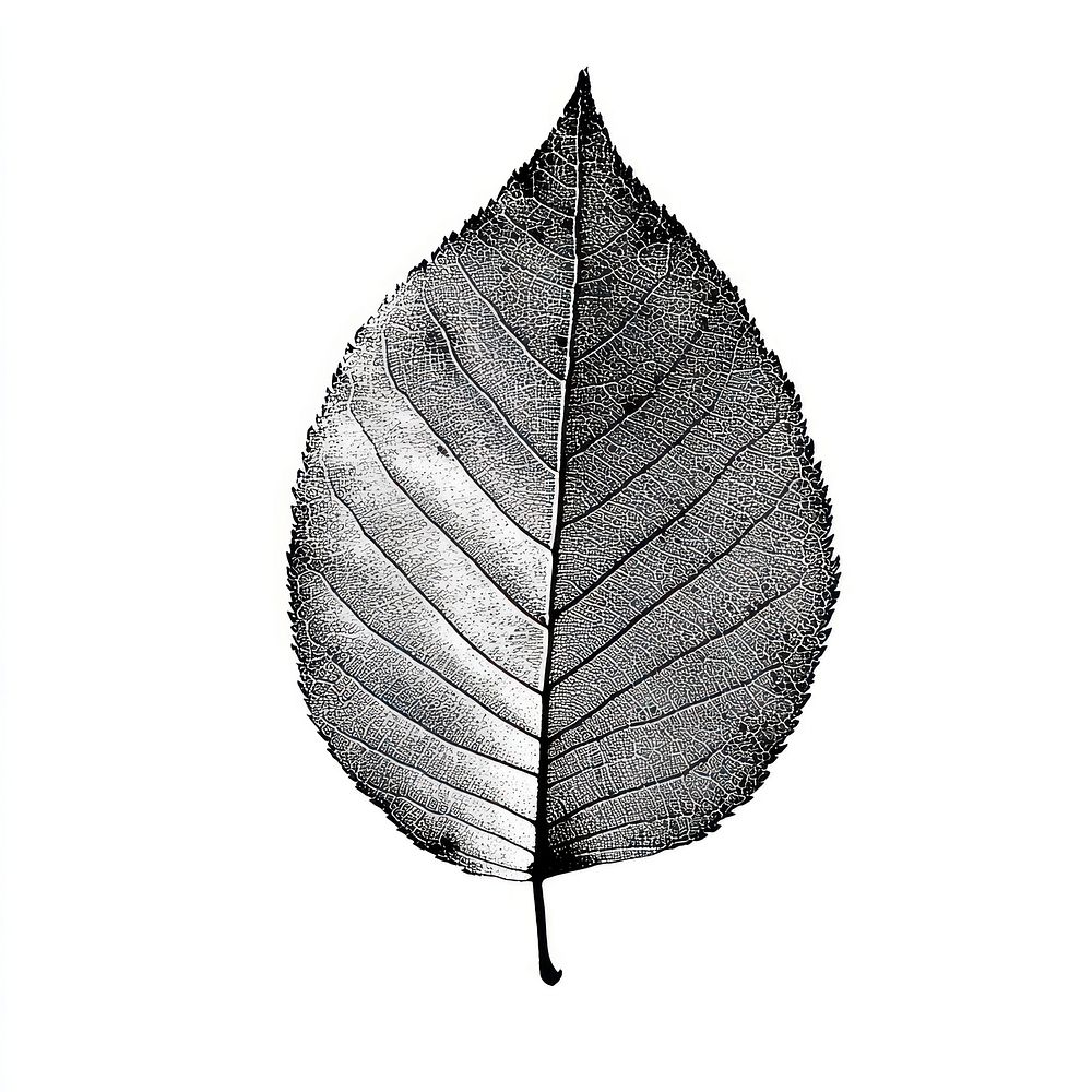 Leaf photocopy stipple effect white | Free Photo Illustration - rawpixel
