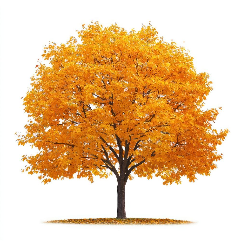 Real autumn maple tree leaves | Free Photo - rawpixel