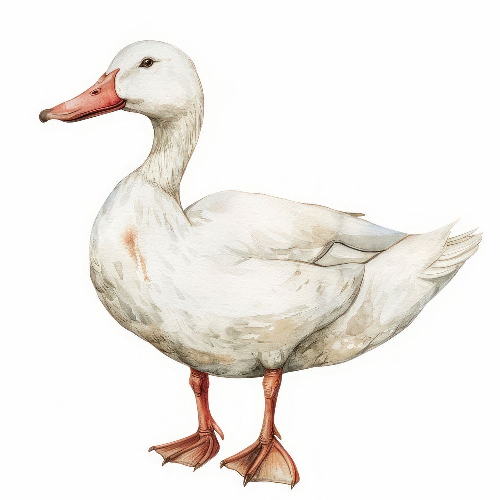 white Duck duck illustration watercolor. | Free Photo Illustration ...