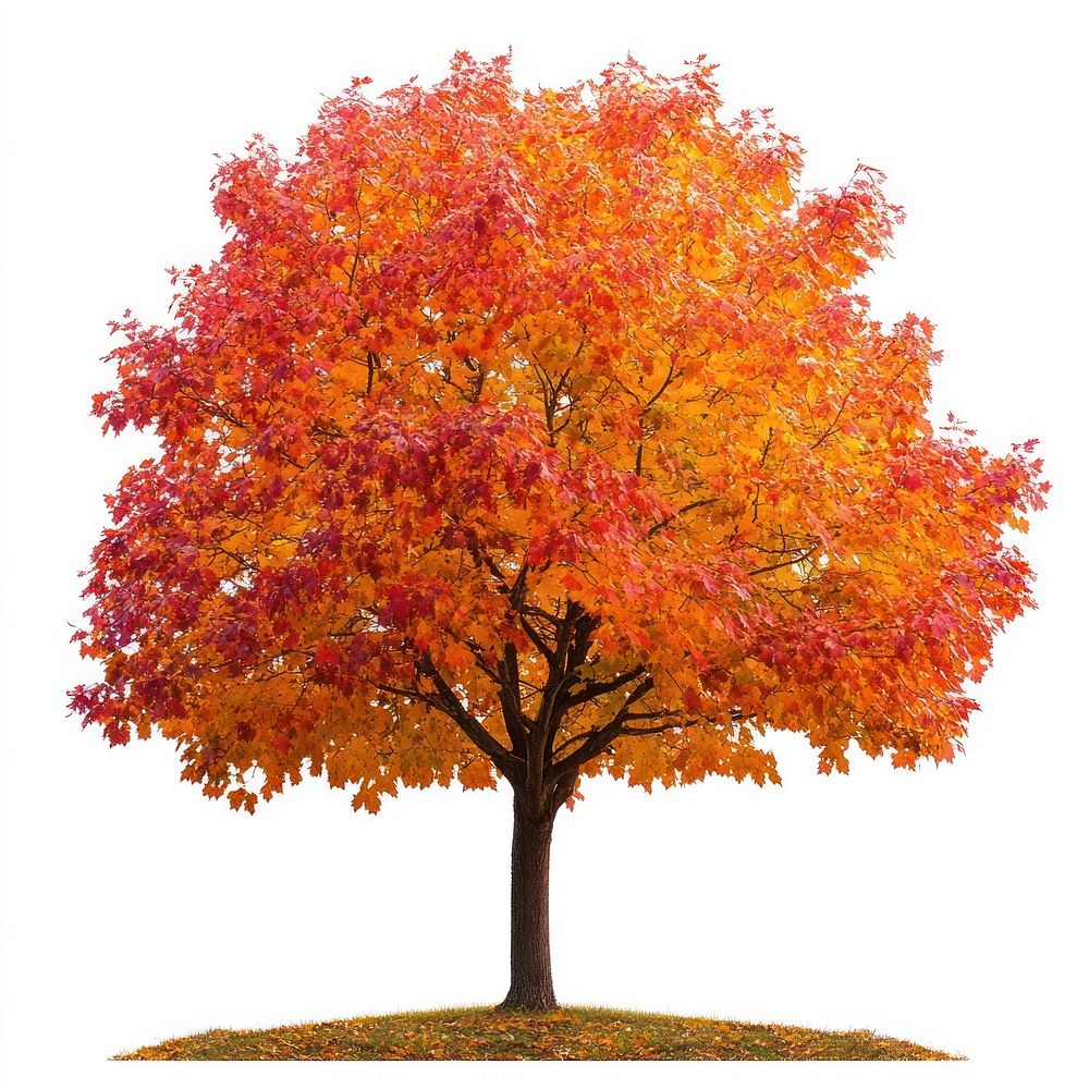Real autumn maple tree isolated | Free Photo - rawpixel