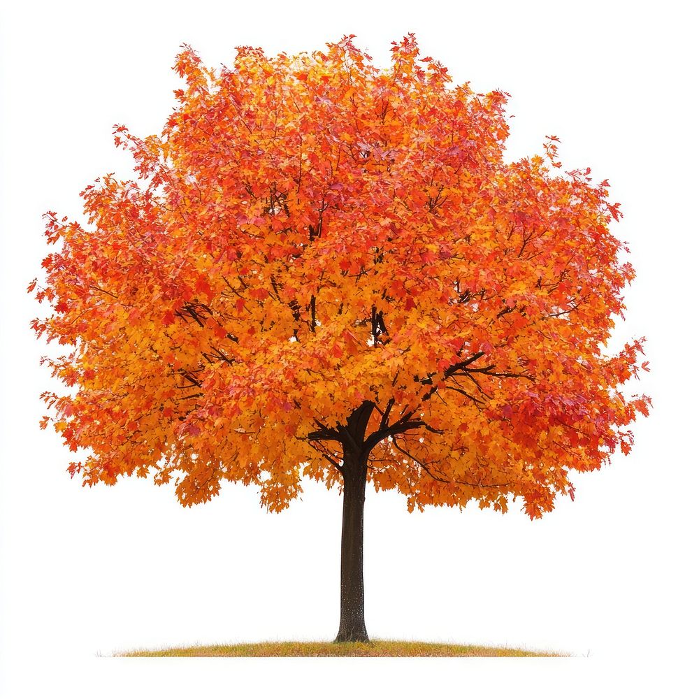Real autumn maple tree isolated | Free Photo - rawpixel