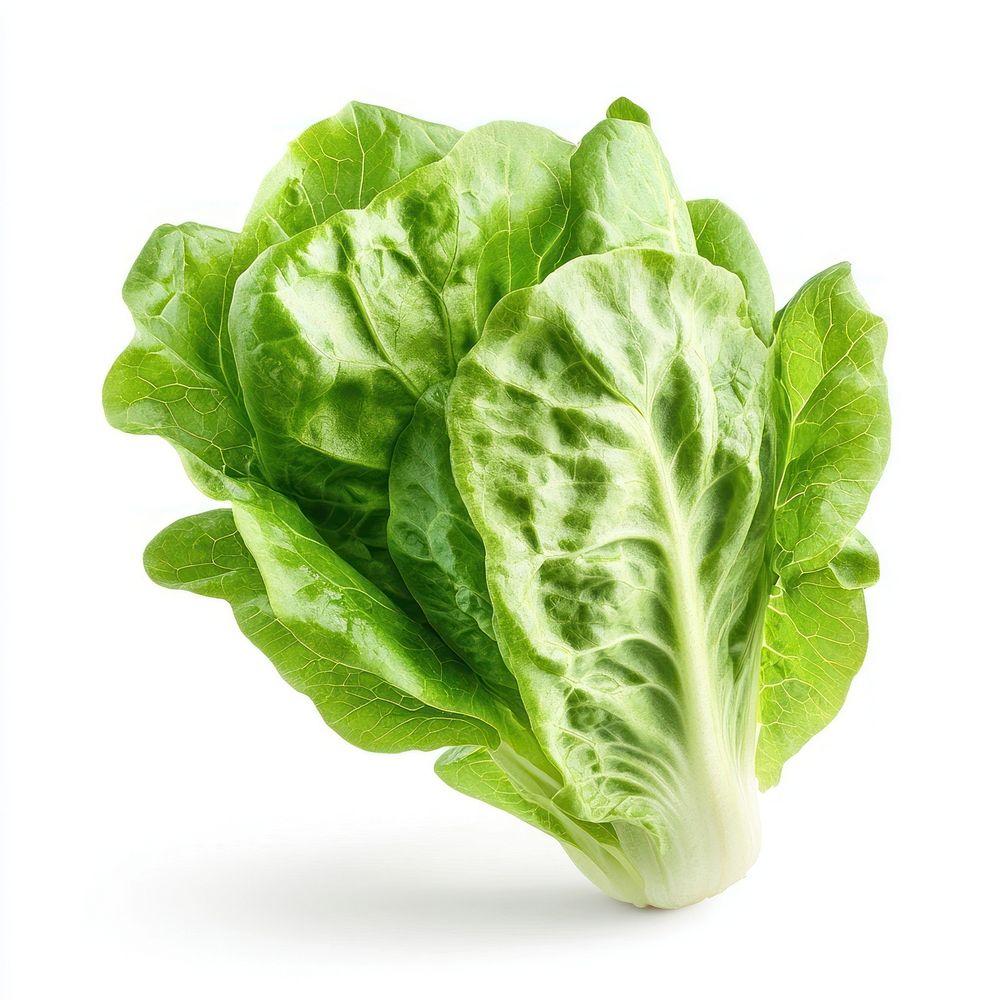Real fresh Lettuce vegetable lettuce | Free Photo - rawpixel
