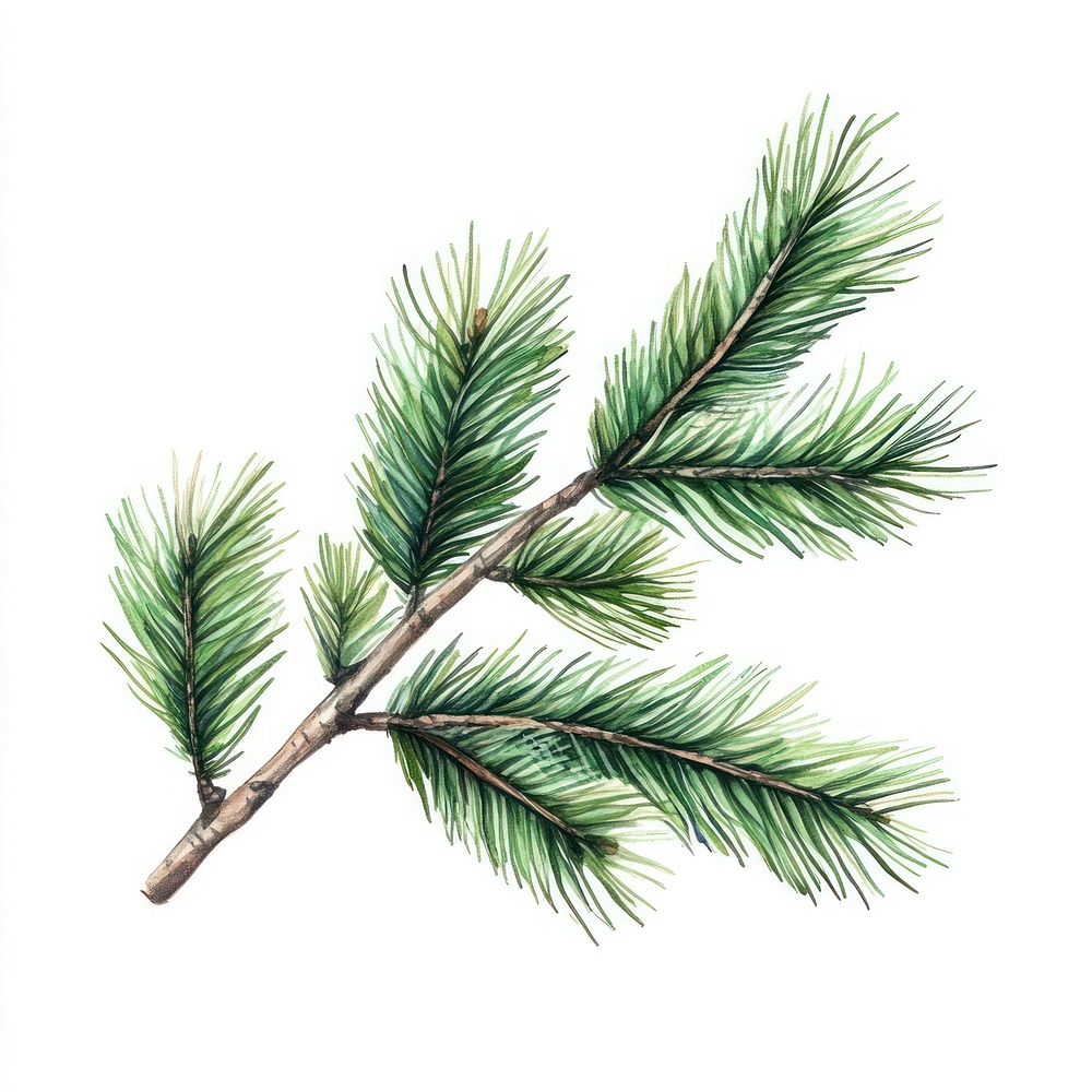 Pine branch illustration plant tree. | Free Photo Illustration - rawpixel