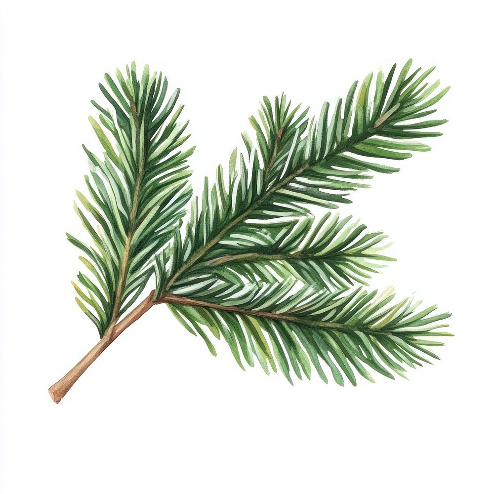 Pine branch illustration watercolor realistic. | Free Photo Illustration - rawpixel