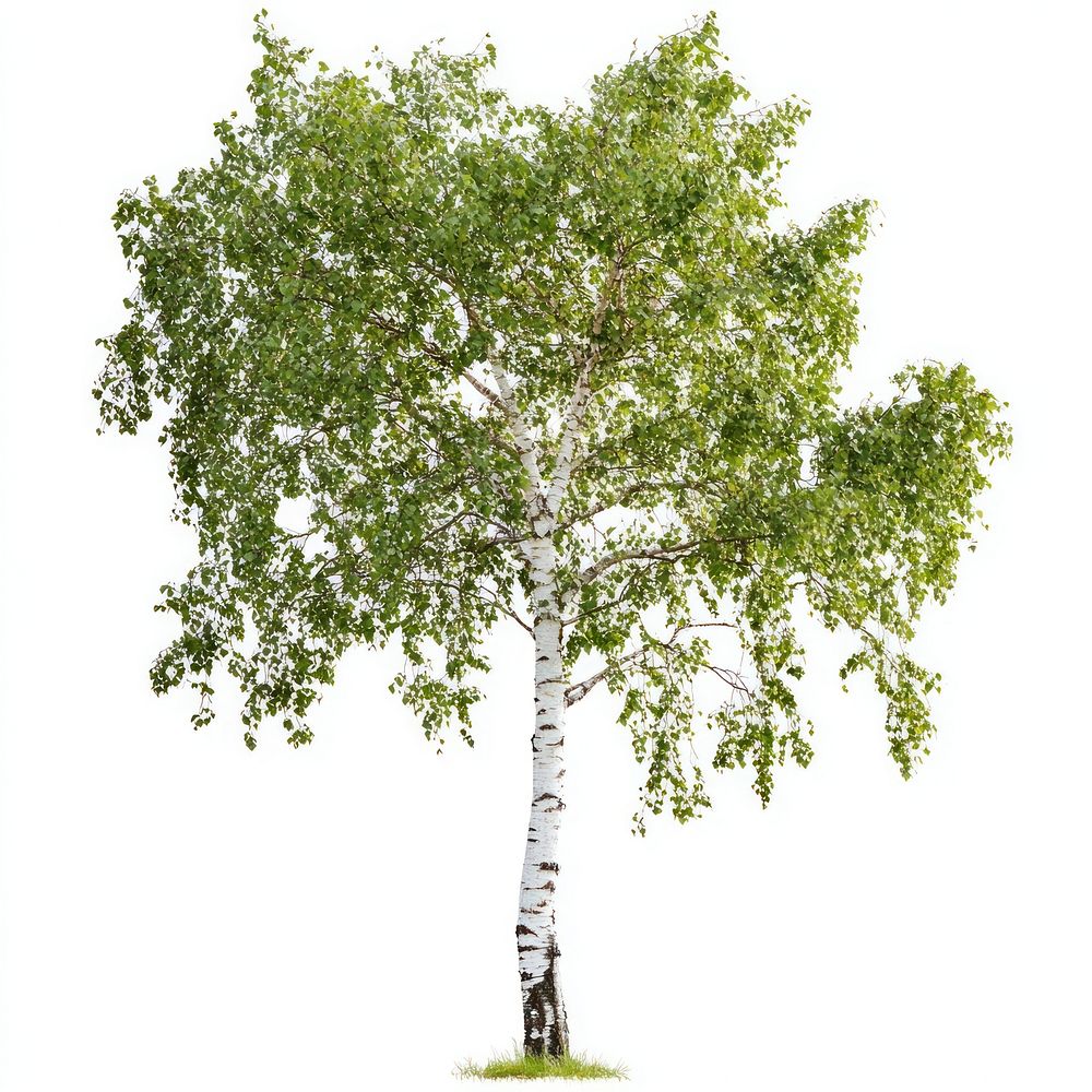 Real birch tree background isolated | Free Photo - rawpixel