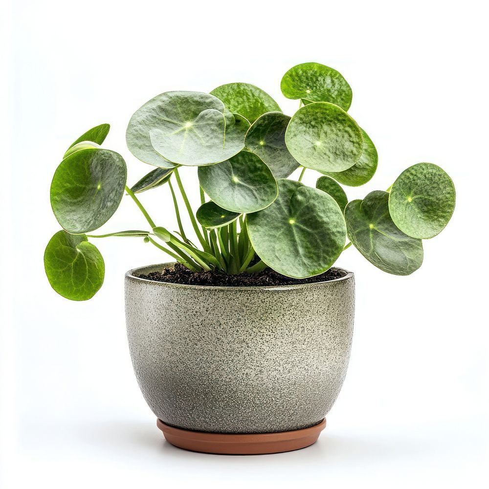 Pilea plant houseplant leaf. | Free Photo - rawpixel