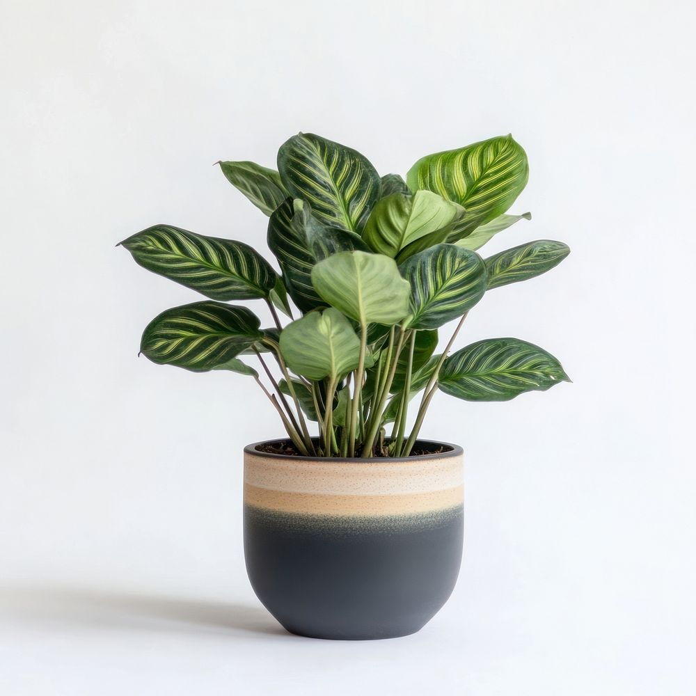 Prayer plant houseplant leaves leaf. | Free Photo - rawpixel