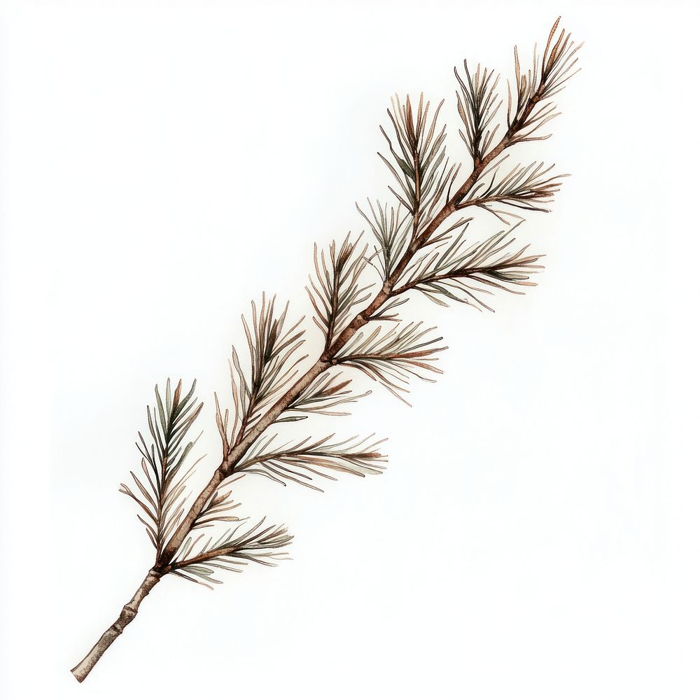 Pine branch illustration plant tree. | Free Photo Illustration - rawpixel