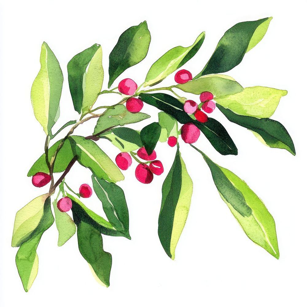 Mistletoe watercolor vibrant leaves. | Free Photo Illustration - rawpixel