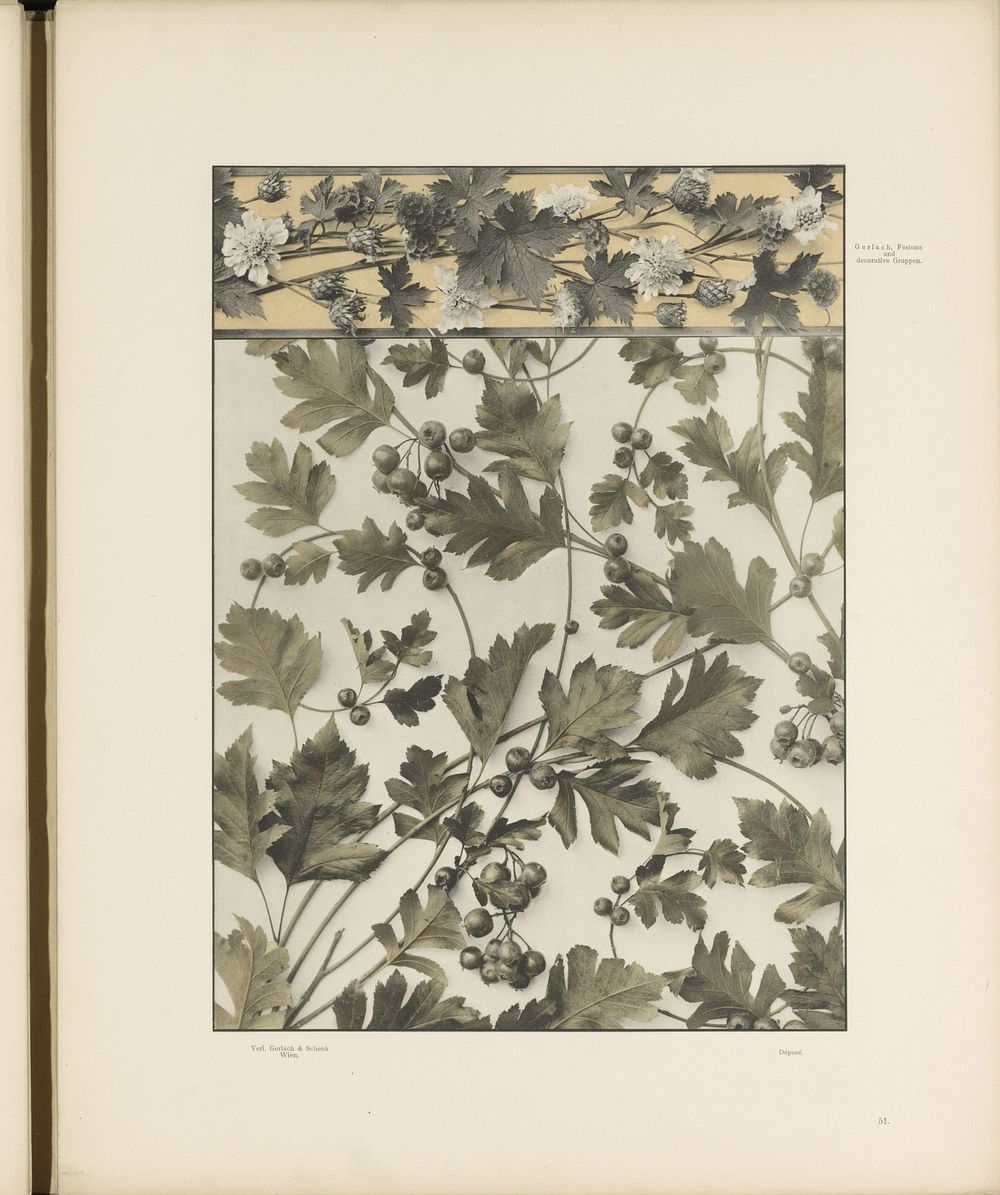 Parsley Drawing Images | Free Photos, PNG Stickers, Wallpapers ...