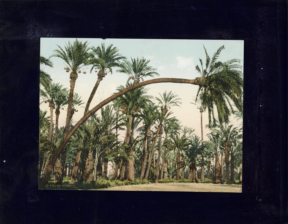 Palmentuin van Elche (c. 1900) | Free Photo Illustration - rawpixel