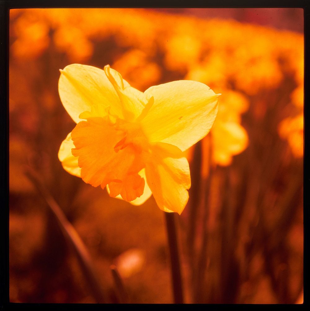 Narcis | Free Photo - rawpixel