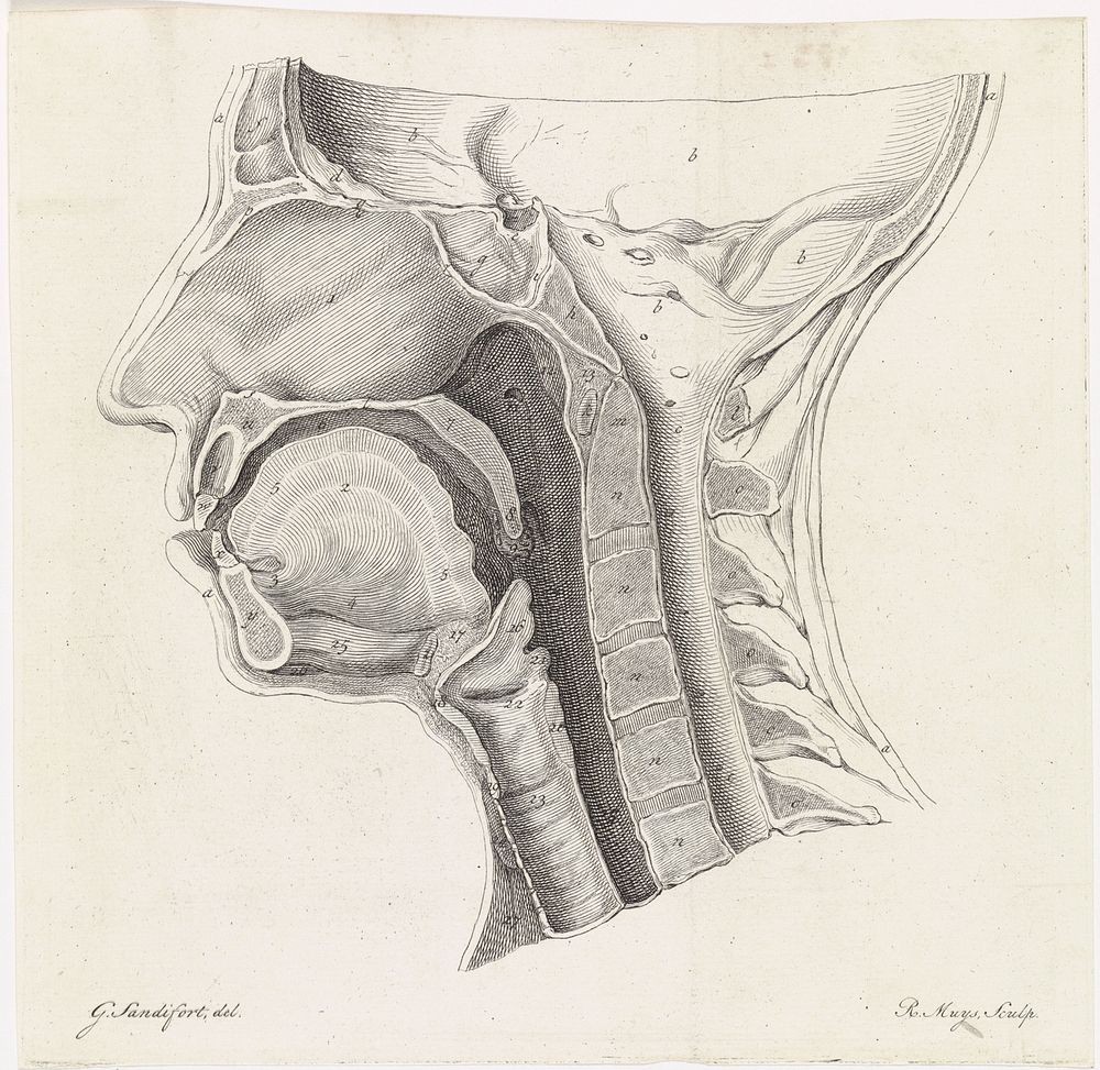 Anatomie van het hoofd (1752 | Free Photo Illustration - rawpixel