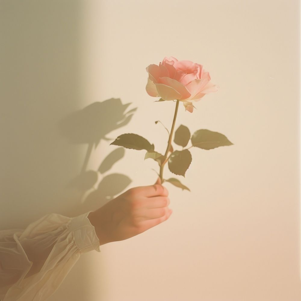 Hand holding rose flower shadow | Premium Photo - rawpixel