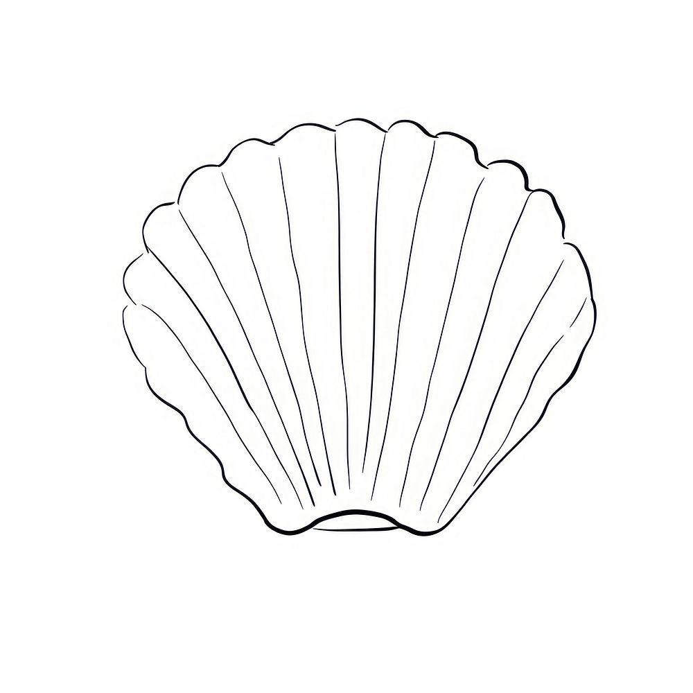 Shell sketch line clam. | Premium Photo Illustration - rawpixel