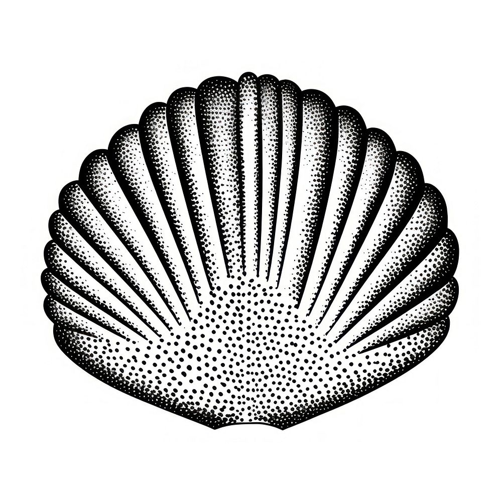 Shell clam white background invertebrate. | Premium Photo Illustration - rawpixel