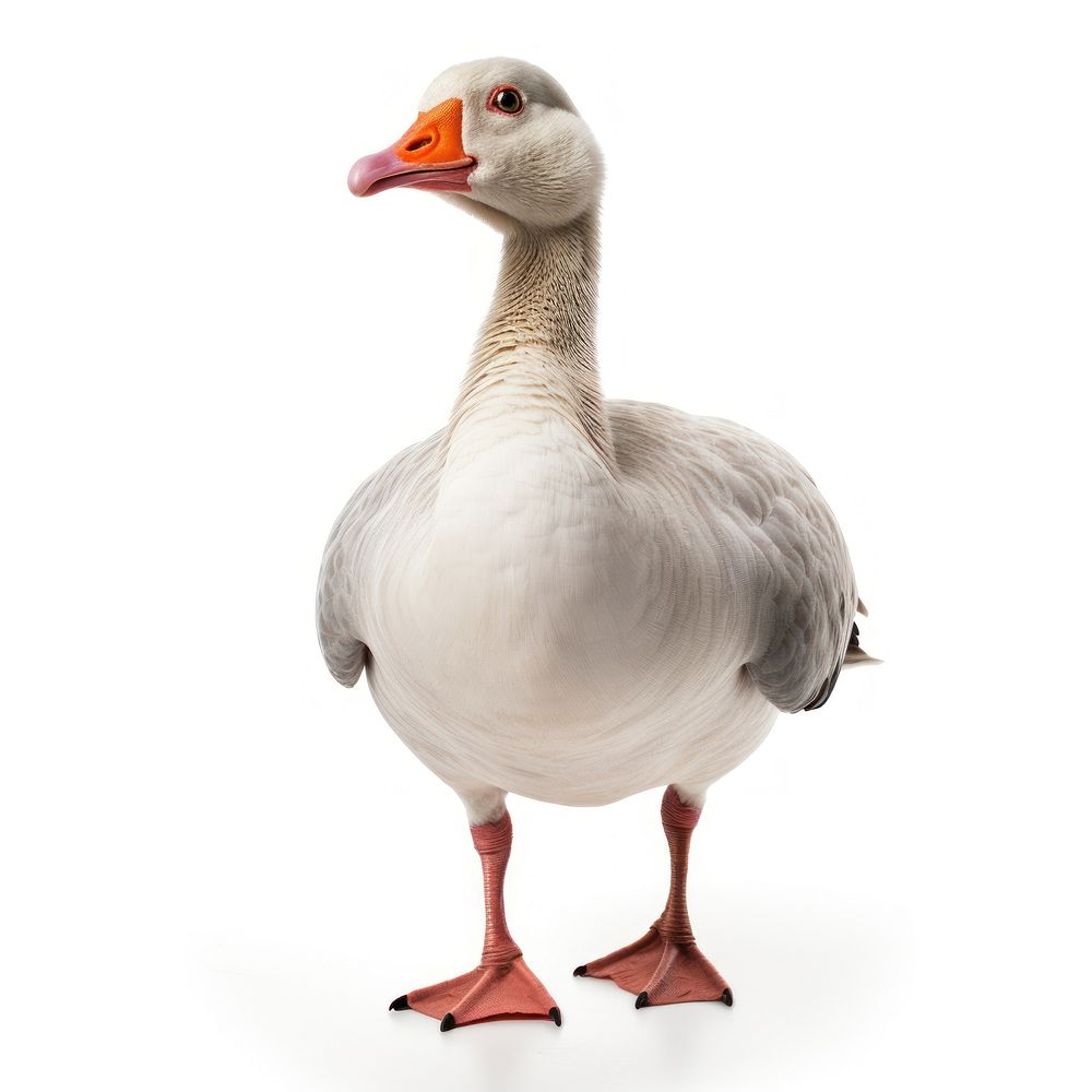 Goose animal white bird. | Free Photo - rawpixel