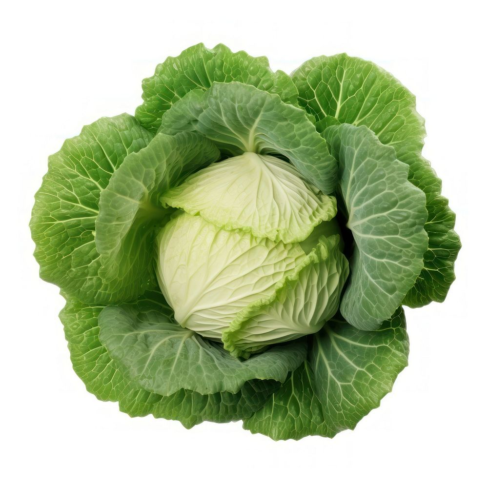 Cabbage vegetable plant food. | Premium Photo - rawpixel