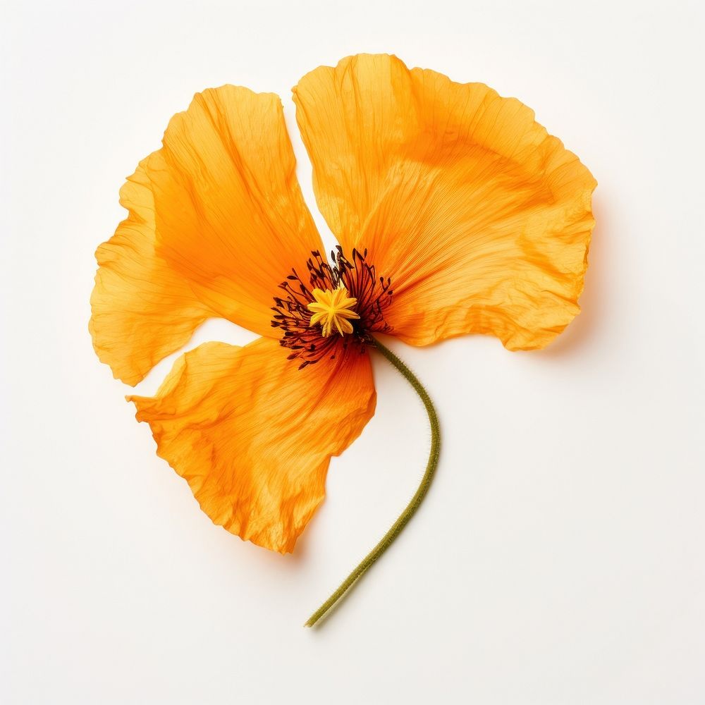 Real Pressed california poppy flower | Free Photo - rawpixel