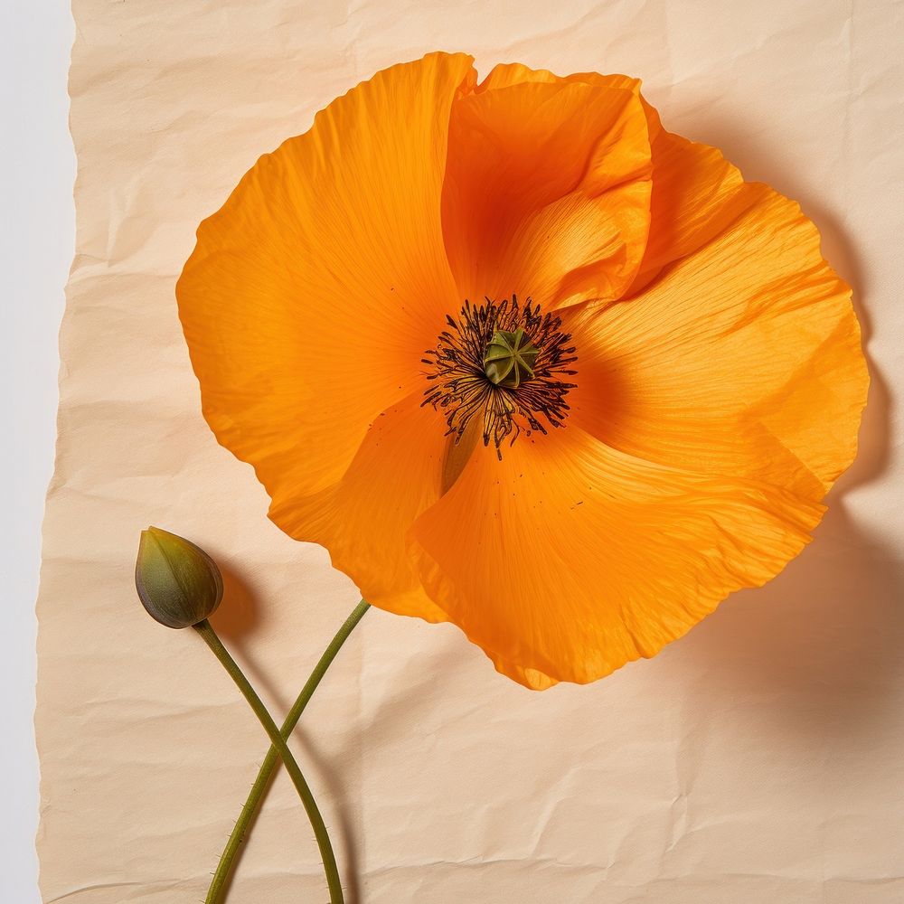 Real Pressed california poppy flower | Premium Photo - rawpixel