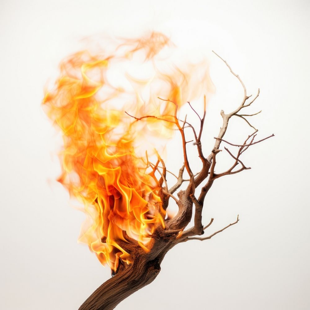 Photography Burning tree fire burning | Free Photo - rawpixel