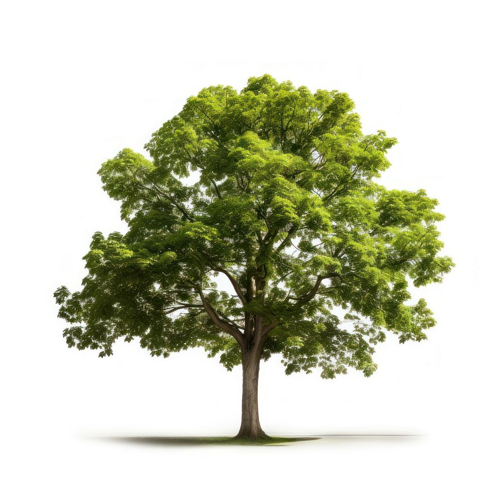 Hazel tree plant white background. | Free Photo - rawpixel