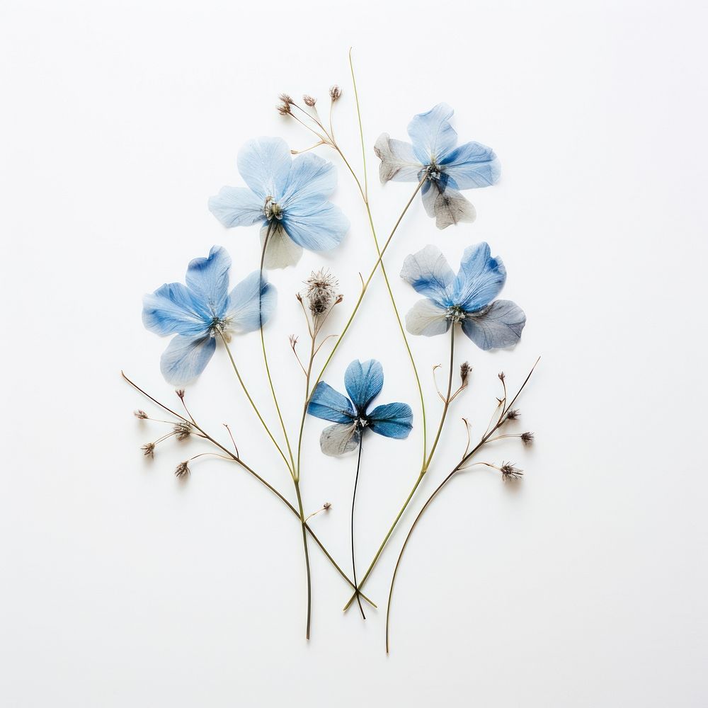 Real Pressed blue flowers petal | Free Photo - rawpixel