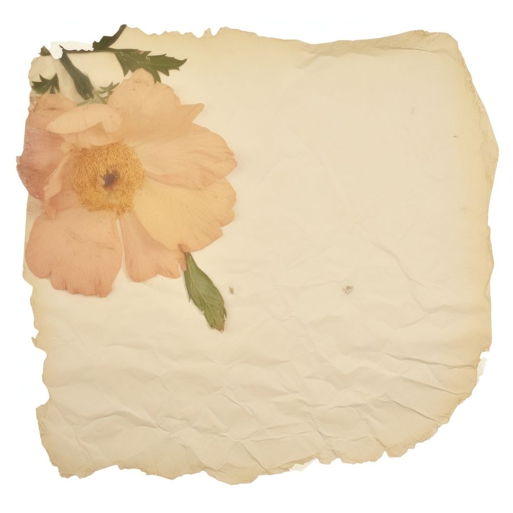 Flower ripped paper petal plant | Free Photo - rawpixel