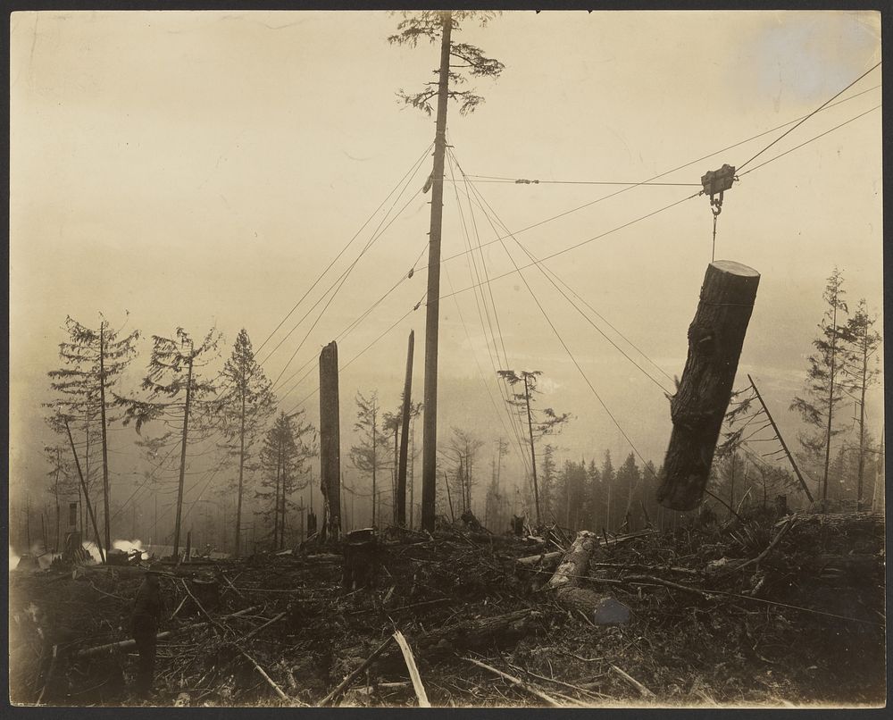 Logging/ Timber Scene Darius Kinsey | Free Photo - rawpixel