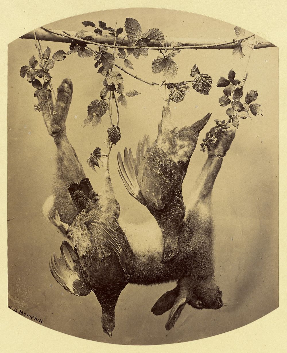 Still Life Dead Animals William | Free Photo - rawpixel